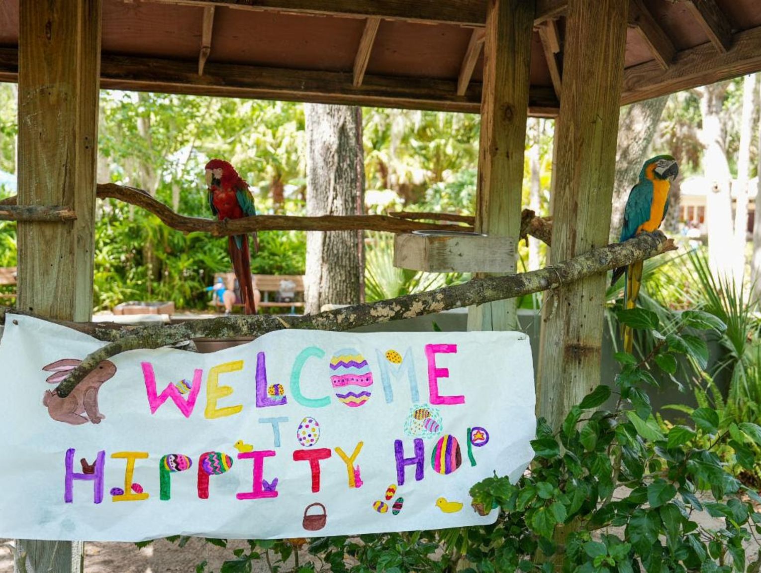 Hippity Hop Adventures at the Zoo