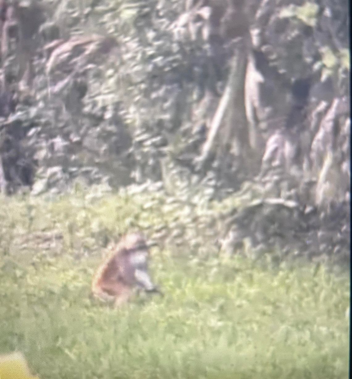 A Longwood Resident got the Surprise of a Lifetime after spotting a ...