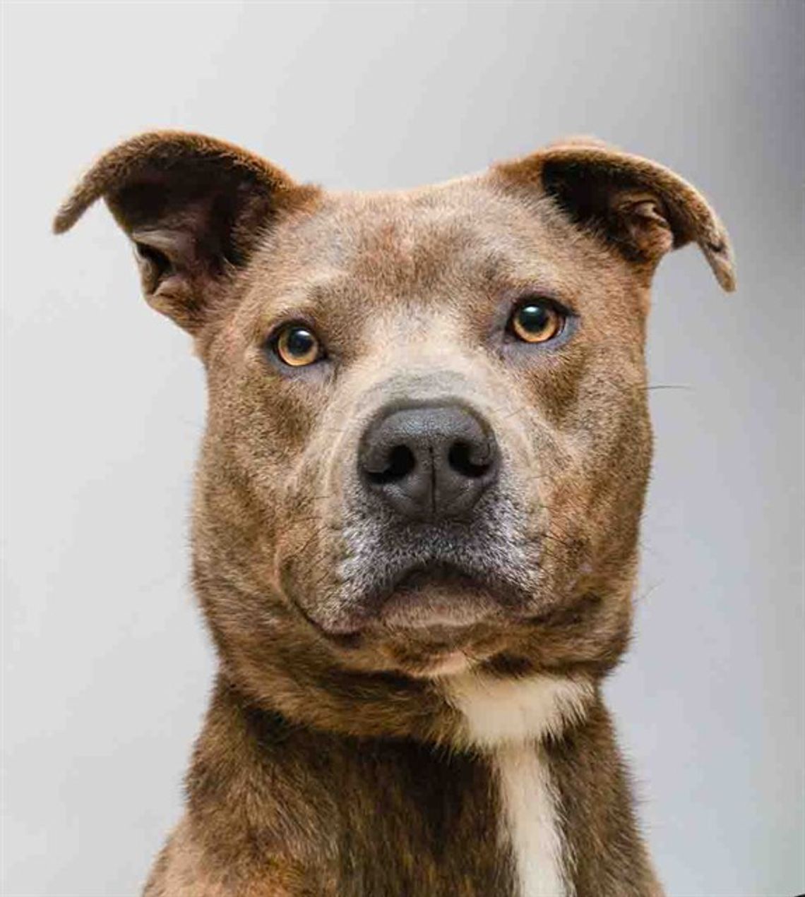 Pet of the Week - Khan